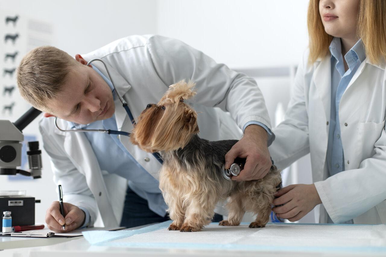 Veterinary Call Management: How Outsourcing Can Improve Your Clinic’s ...