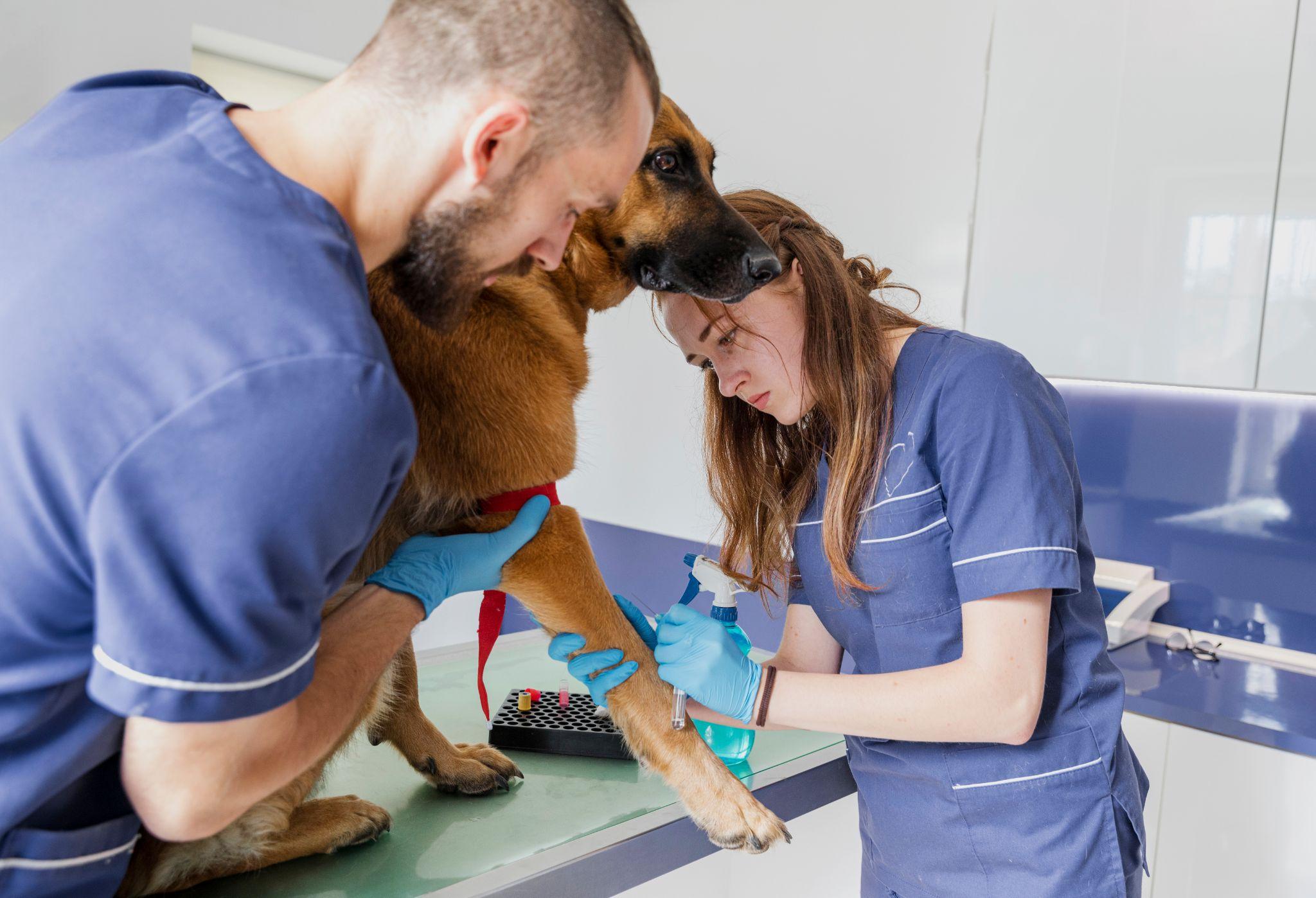 Top Tips for Effective Veterinary Practice Management with GuardianVets ...